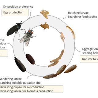 Life Cycle Of Housefly Diagram