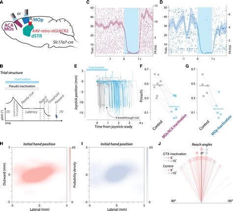 Conjoint Specification Of Action By Neocortex And Striatum Neuron