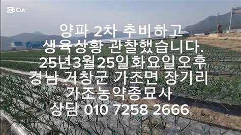 양파2차추비하고생육상황관찰했습니다 250325화경남거창가조장기양파 농우바이오케이포스 2차추비150평당1포살포 농합면역