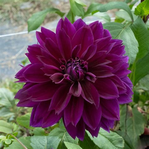 Thomas A Edison Dahlia Bear Creek Farm