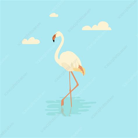 Flamingo Standing In Pond Illustration Stock Image F033 6783 Science Photo Library