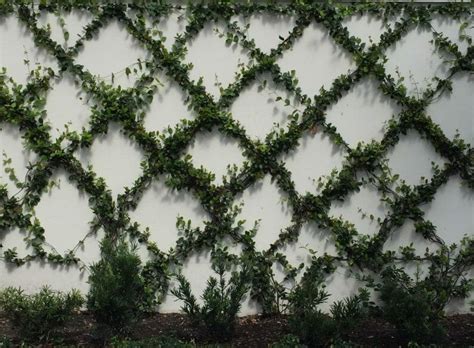 Enhance Your Garden With A Stainless Steel Wire Trellis