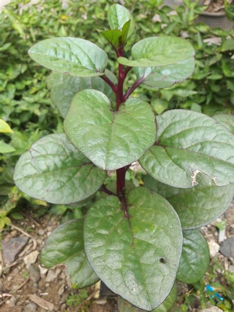 Gendola Binahong Merah Herbalism Plant Leaves Plants