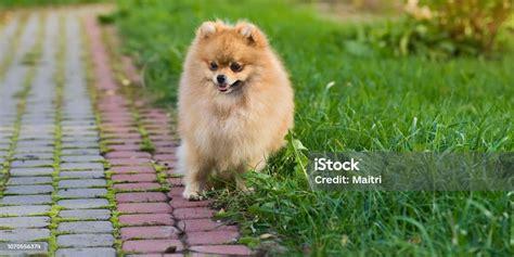 마당에 작은 레드 스 피 츠 귀여운 솜 털 Pomeranian 개 화창한 날 야외 산책 석재 타일 고 푸른 잔디입니다 0명에 대한 스톡 사진 및 기타 이미지 Istock