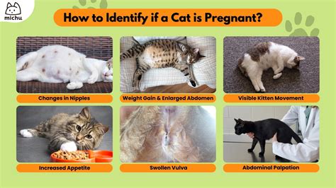Heavily Pregnant Cat Breathing Fast