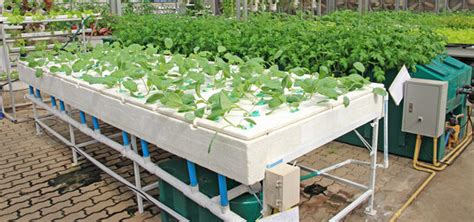 Ebb And Flow Hydroponics A Beginners Guide