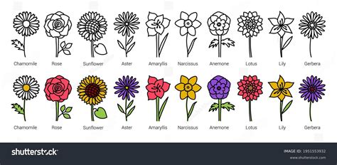 Different Types Of Flowers Drawing With Names At Hattie Borrego Blog