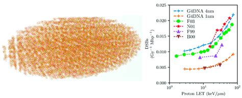 Left E Coli Geometry That Was Generated By The Moleculardna