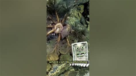 Never Knew Yapdollar Was 𝐹𝓇𝑒𝒶𝓀𝓎 Youtube