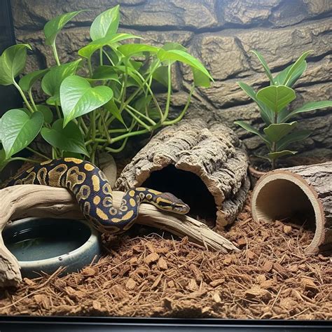 15 Ball Python Enclosure Ideas To Inspire Setup