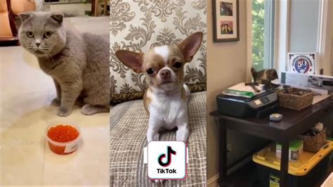 СМЕШНЫЕ ЖИВОТНЫЕ 🐱 ПРИКОЛЫ С КОТАМИ СОБАКАМИ ПОПУГАЯМИ И ДРУГИМИ ЖИВОТНЫМИ 14 Youtube