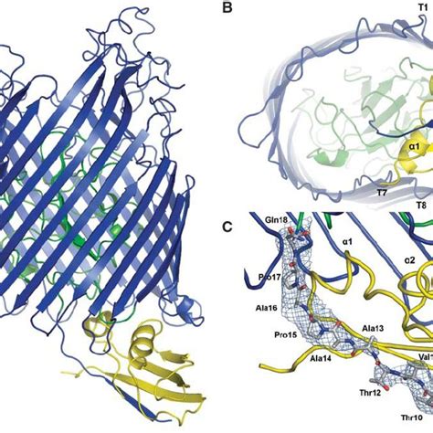 Pdf Structure Of Tonb In Complex With Fhua E Coli Outer Membrane