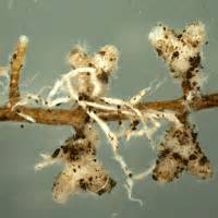 Chitosan Oligosaccharide Addition Affects Current Year Shoot Of Post