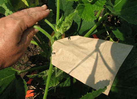 4a Bagging Flowers To Control Pollination Photo Cornell Department Of