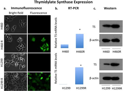 Overexpression Of Thymidylate Synthase In Nsclc Cell Lines H460 And Download Scientific Diagram
