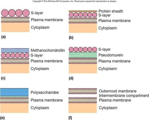 Archaeal Cell