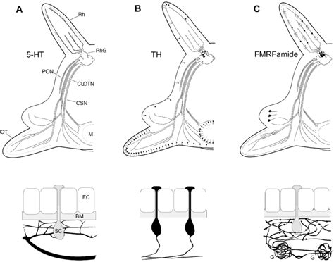 A C Summary Of The Distributions Of Immunoreactivity In The Cephalic