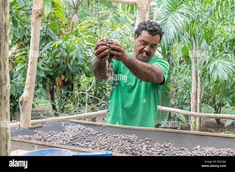 Cocoa Trees Beans Hi Res Stock Photography And Images Alamy