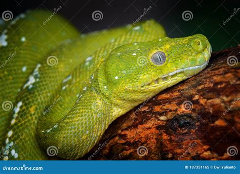 Groene Python Boom In Tropische Tuinen Stock Afbeelding Image Of Soort Geroepen 187351165