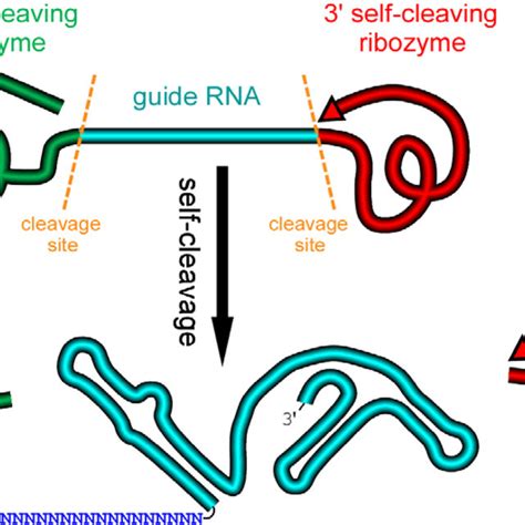 rna expression system a schema of sgrna expression construct and