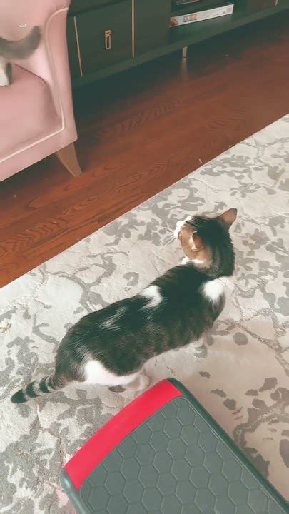 Это муж и жена они каждый день ругаются серая девочка я чёрно белый