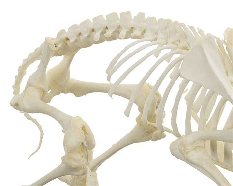 Sheep Skeleton Specimen Buy Veterinary Real Animal Skeleton Models At