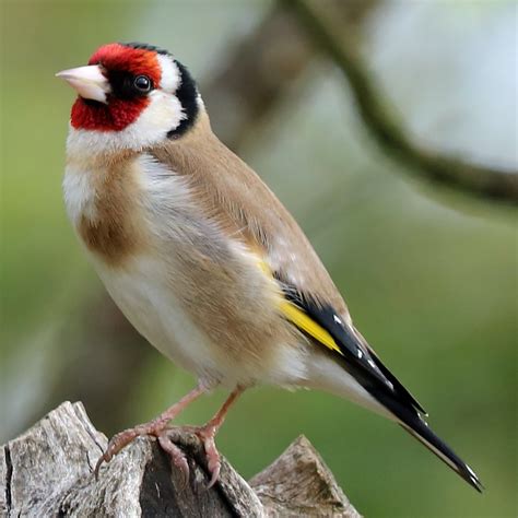 Goldfinch Carduelis Carduelis