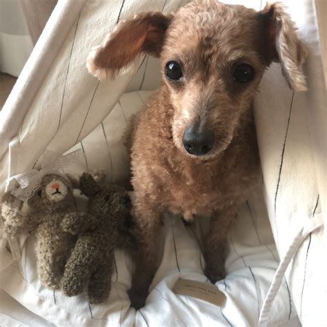 Class101 기초 뜨개법만으로 뽀글뽀글 강아지 인형부터 소품까지 만들기