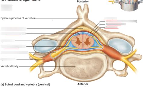 Spinal Cord Vertebra Back Diagram Quizlet