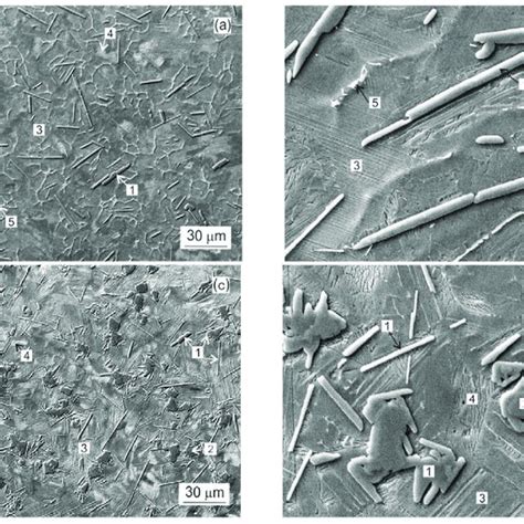Sem Micrographs Showing The Microstructure Of The As Cast Composite