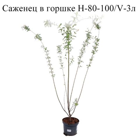 Ива цельнолистная Хакуро Нишики H-80-100 V-3 ltr, саженец в горшке 1 шт ...