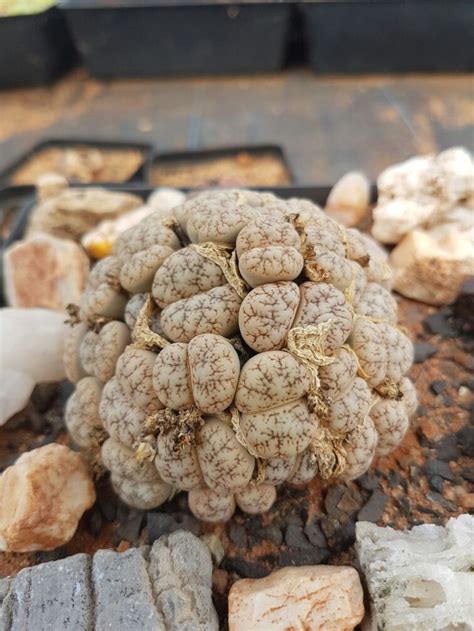 Lithops Jan2017 Lithops Succulents Planting Flowers