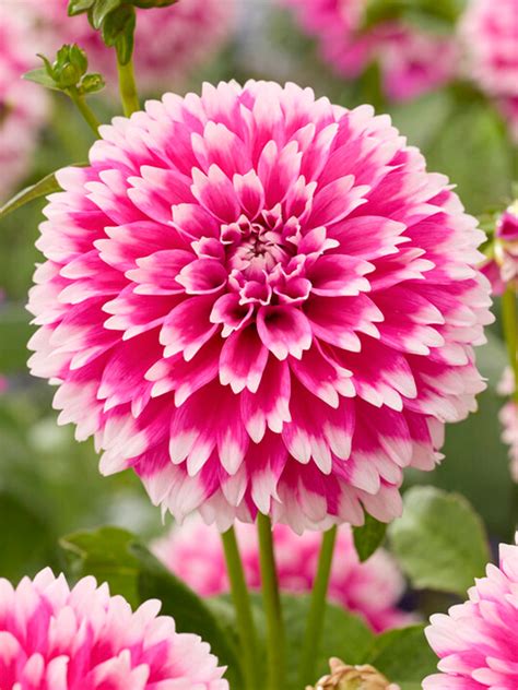 Dahlia Fuzzy Wuzzy Buy Dahlias Shipping In Europe