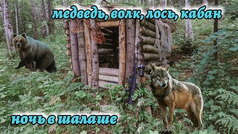 Шалаш на солонце - таково мы еще не видели, медведь, лось ,волк, кабан ...