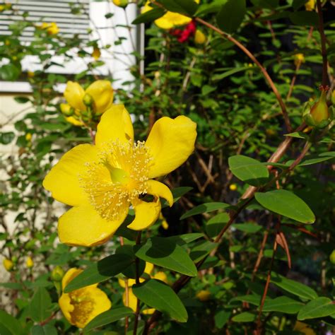 Hypericum I TrÄdgÅrden