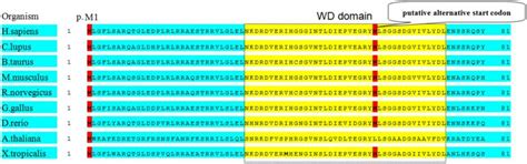 Multiple Species Alignment Of Ercc8 Orthologues Shows The High