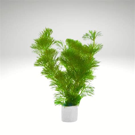 Cabomba 7 Stem Fanwort Aquarium Plant Aqua Design
