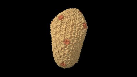 3d Hiv Capsid Turbosquid 2371672