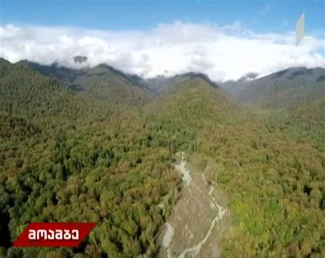 მასშტაბური პროექტი ლაგოდეხის ნაკრძალში 1tv მოამბე