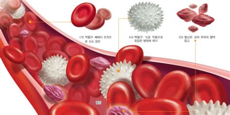 금성출판사 티칭백과