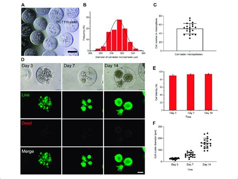 Generation Of Cell Laden Hydrogel Microspheres In The Microfluidic Download Scientific