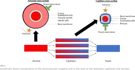 Figure 1 From Neurovascular Coupling Unit Dysfunction And Dementia Retinal Measurements As