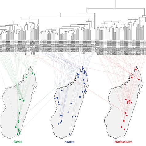 Dendrogram To Geographic Map Dendrogram Solution Is Linked On The Map