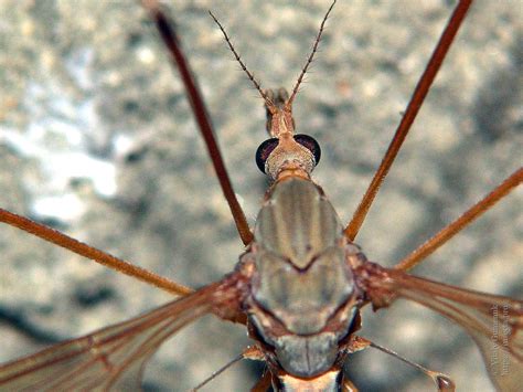 Photo 93436 Tipulidae Sp