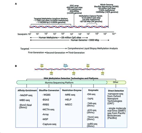 Dna Methylation Technologies And Platforms For Signal Detection A Download Scientific