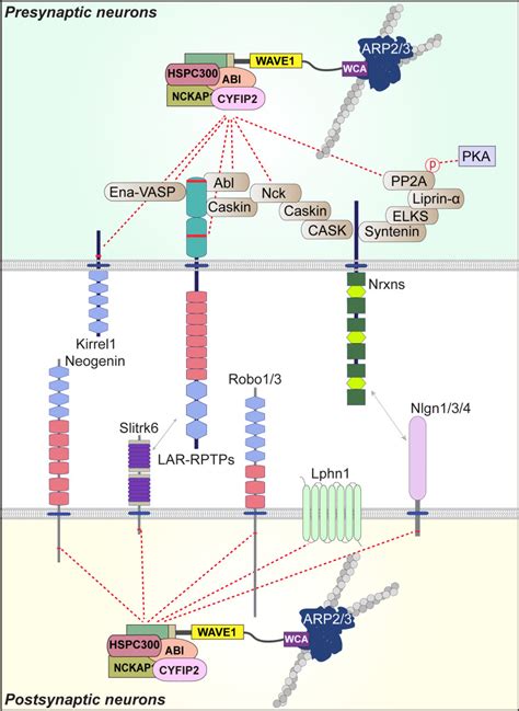 Orchestration Of Synaptic Functions By Wave Regulatory Complex Mediated Actin Reorganization Pmc