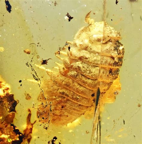 Terrestrial Crustacean Isopod Fossil Inclusion In Burmese Amber Etsy