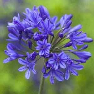 Agapanthus African Blue Lily Live Plant 4 6 Inch Tall