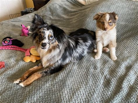 Our pup has a heart marking under his chin, no wonder he has stolen my heart. : r/miniaussie