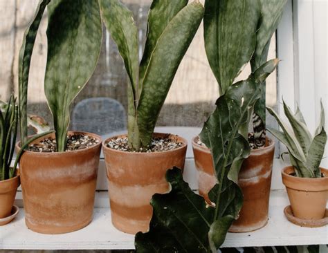 초보자를 위한 잘 안죽는 식물 가정에서 키우기 쉬운 7가지 실내식물